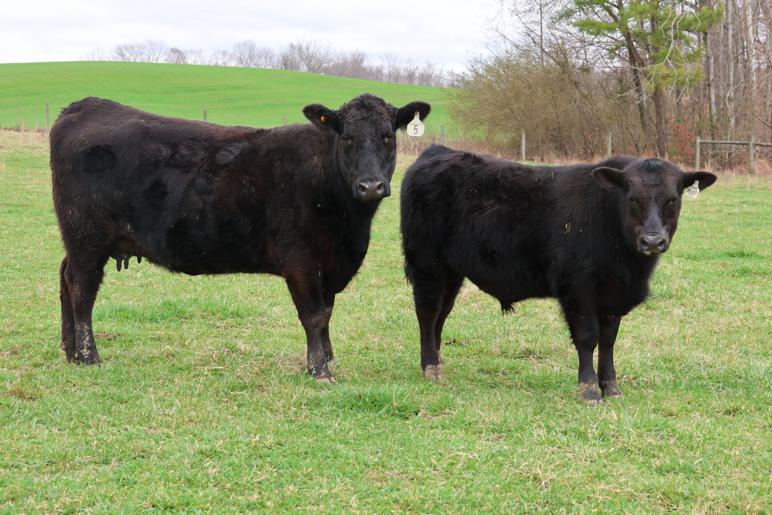 Angus Cattle in Tennessee