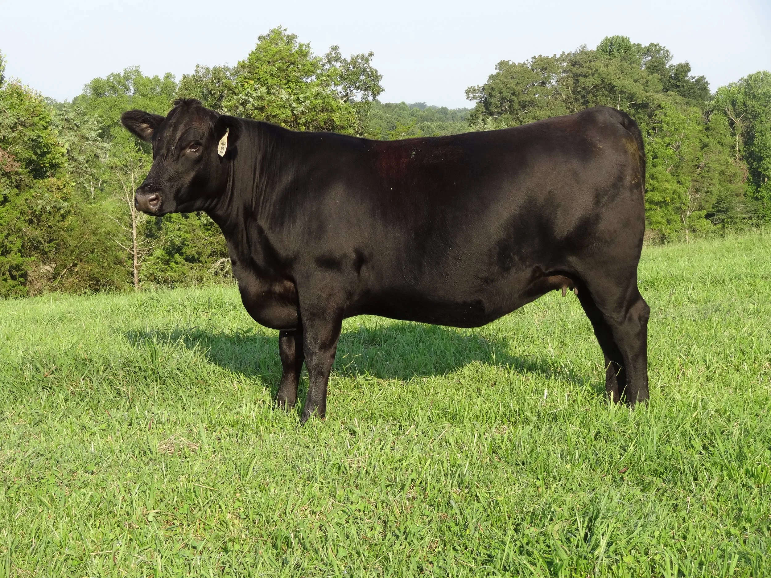 Angus Cattle in Tennessee