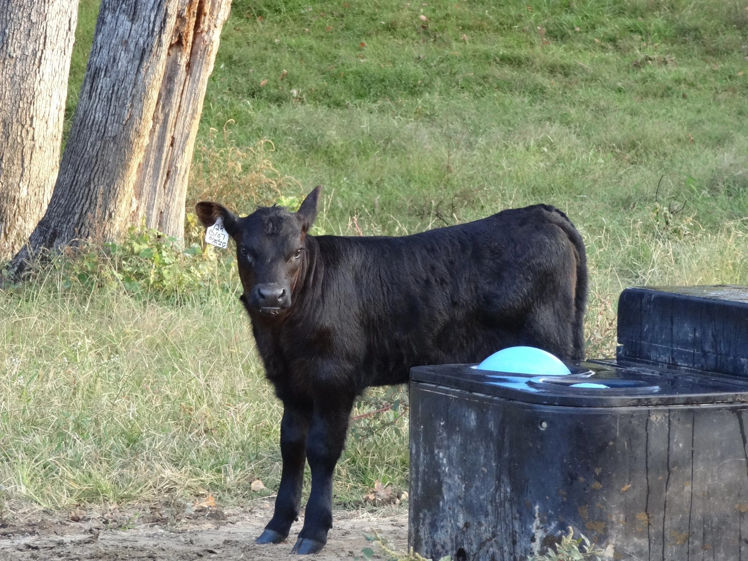 Angus Cattle in Tennessee