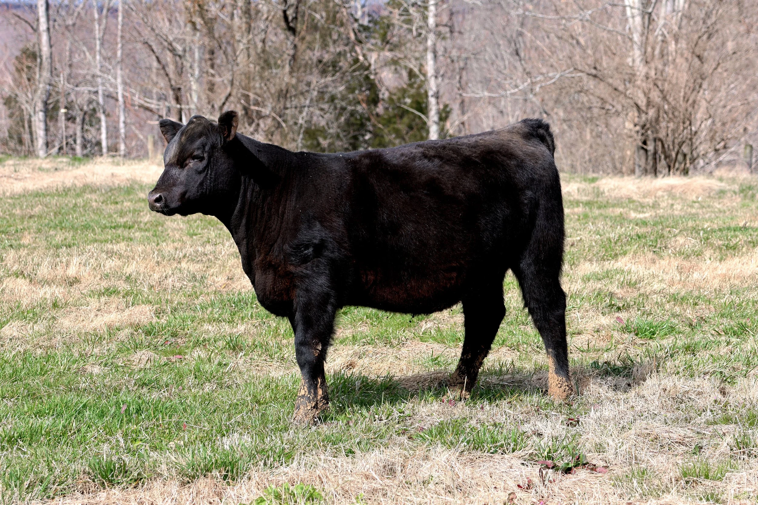 Angus Cattle in Tennessee