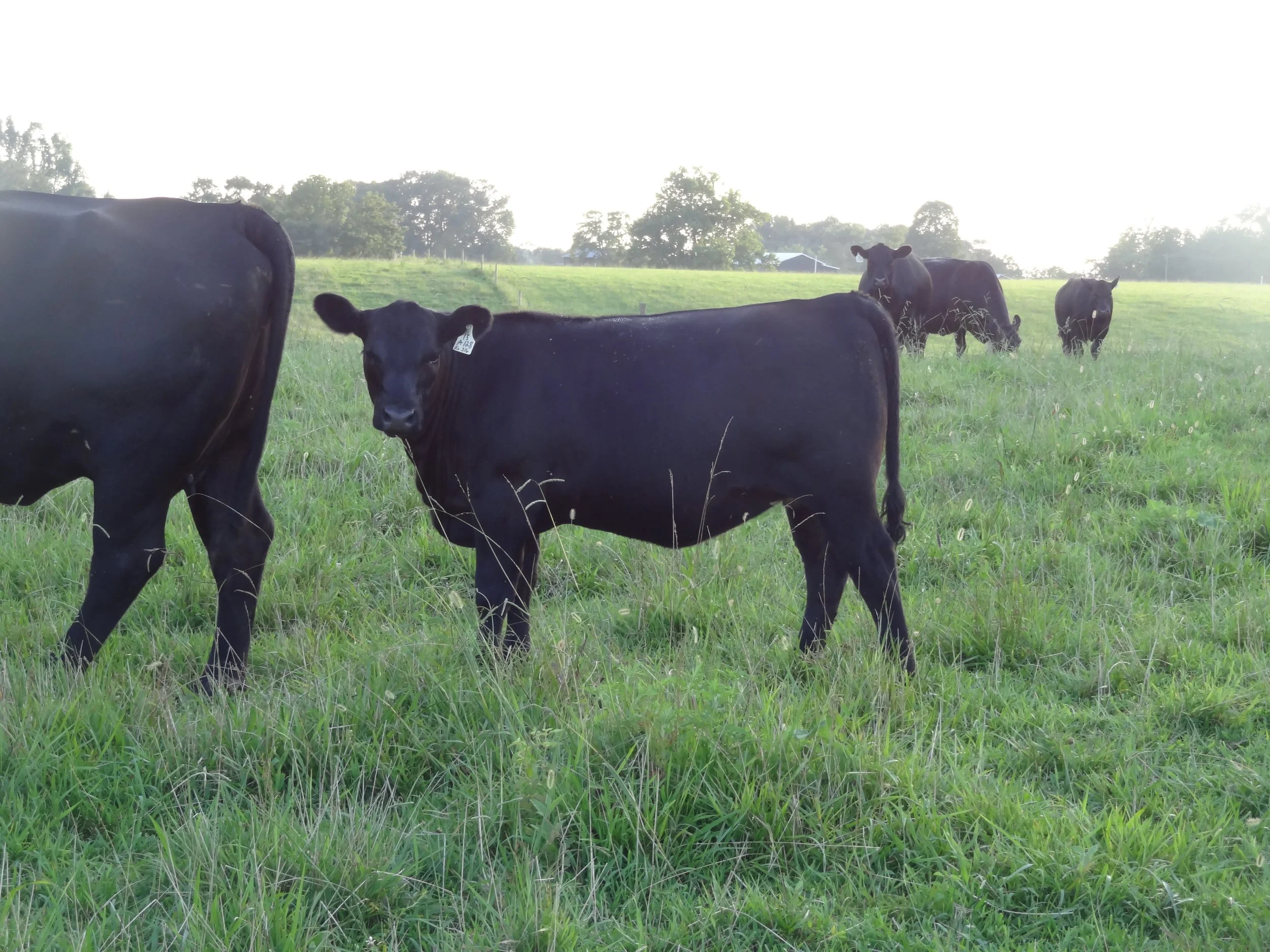 Angus Cattle in Tennessee