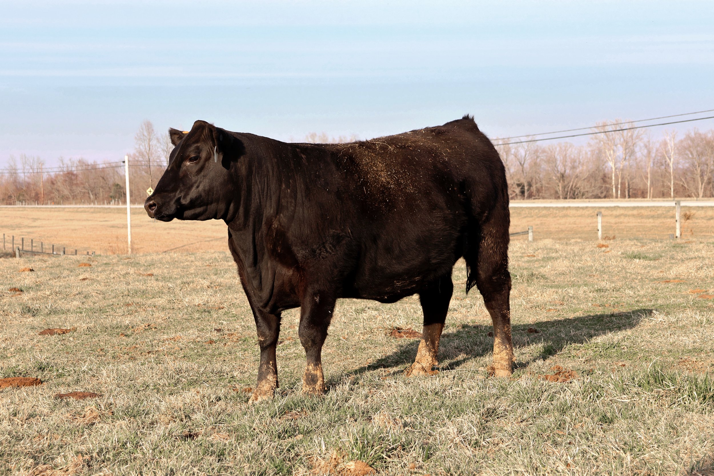 Angus Cattle in Tennessee