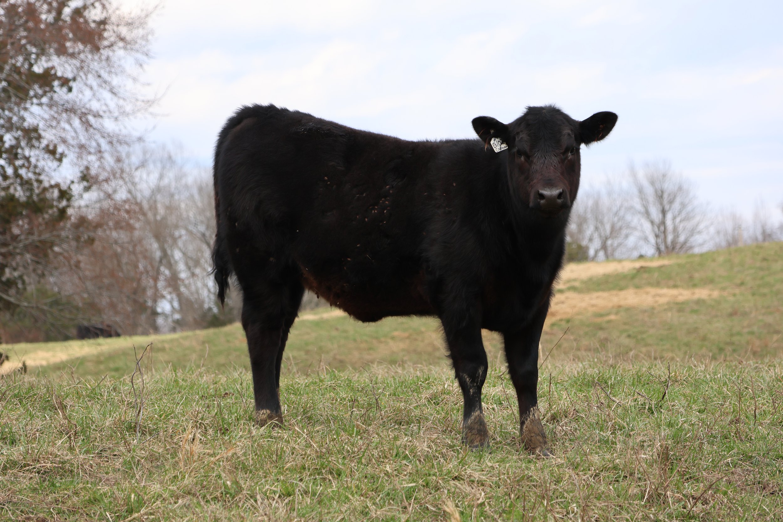 Angus Cattle in Tennessee