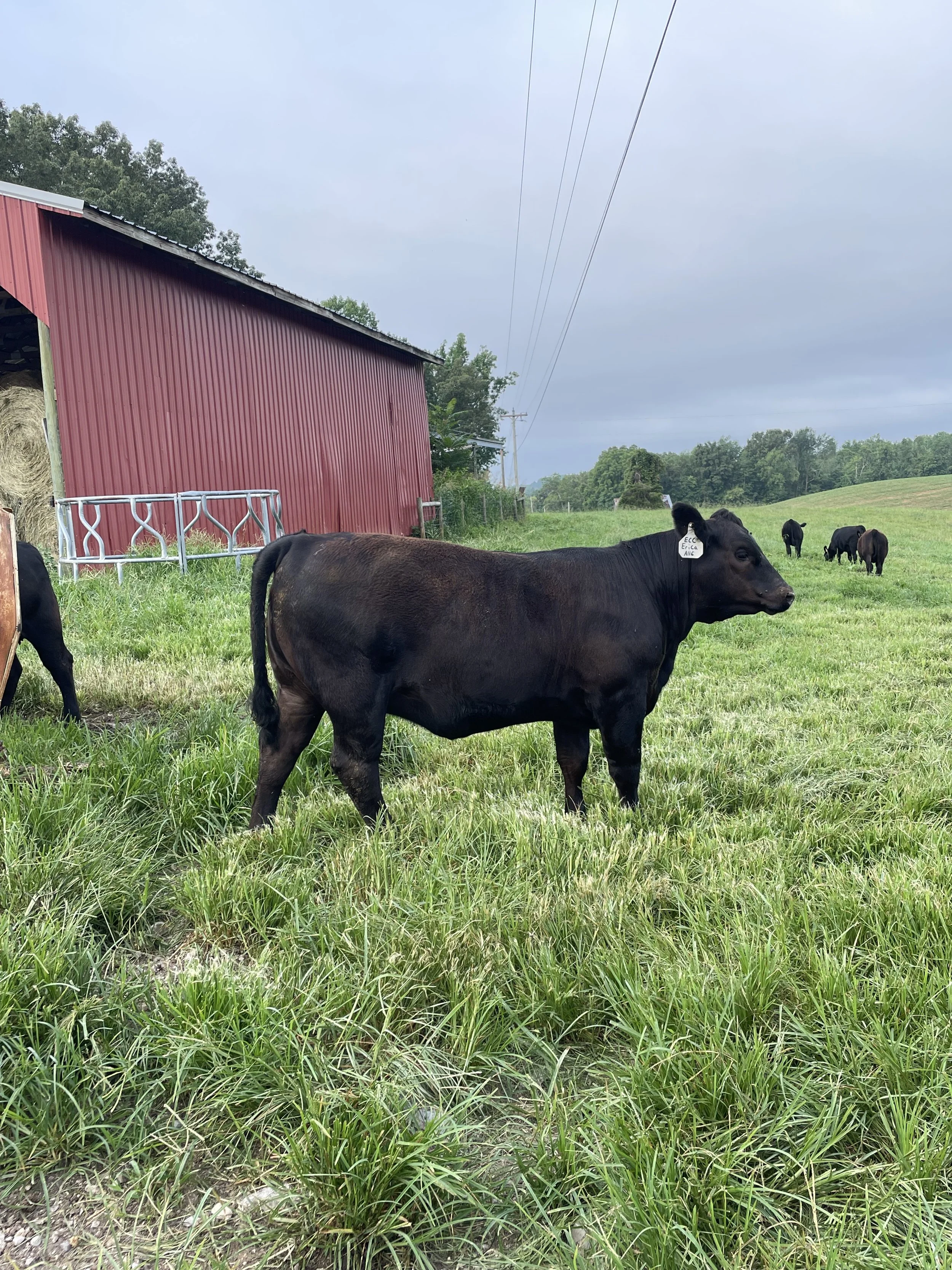 Angus Cattle in Tennessee