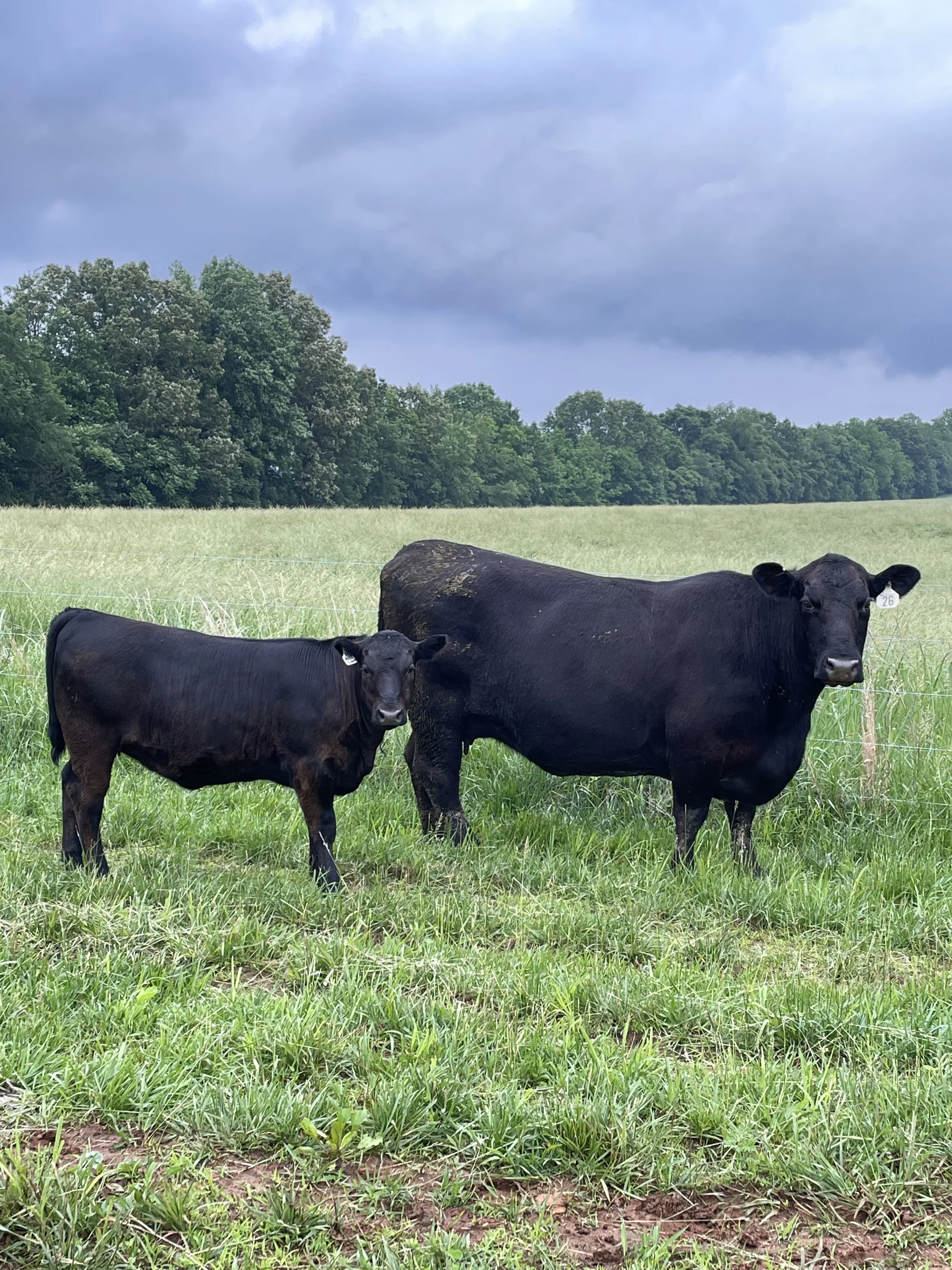 Angus Cattle in Tennessee