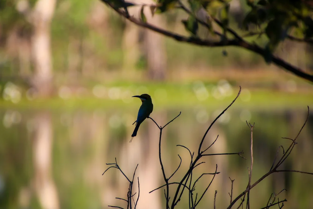 First Nations Broadcasting