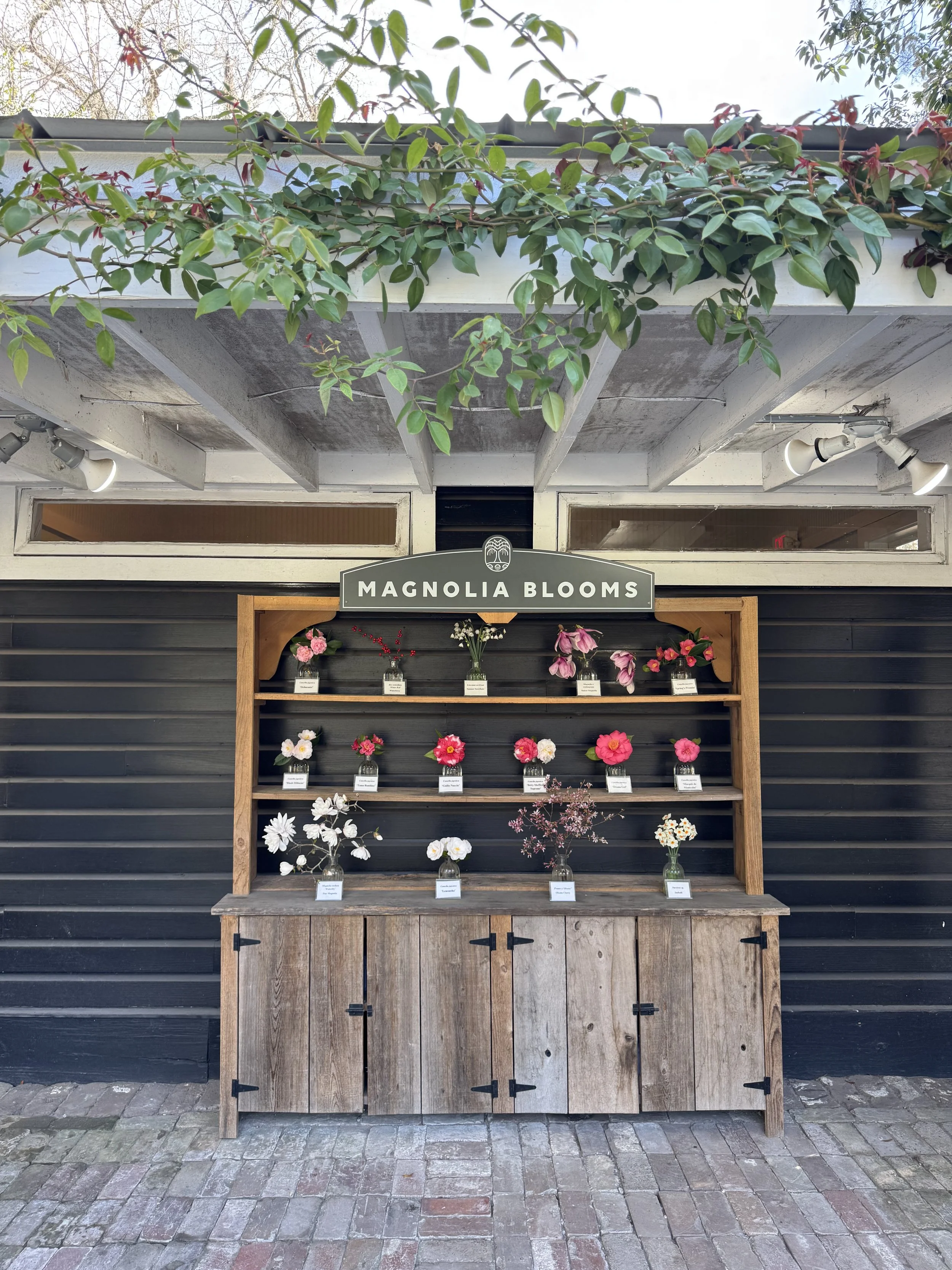 Magnolia Blooms — Magnolia Plantation & Gardens