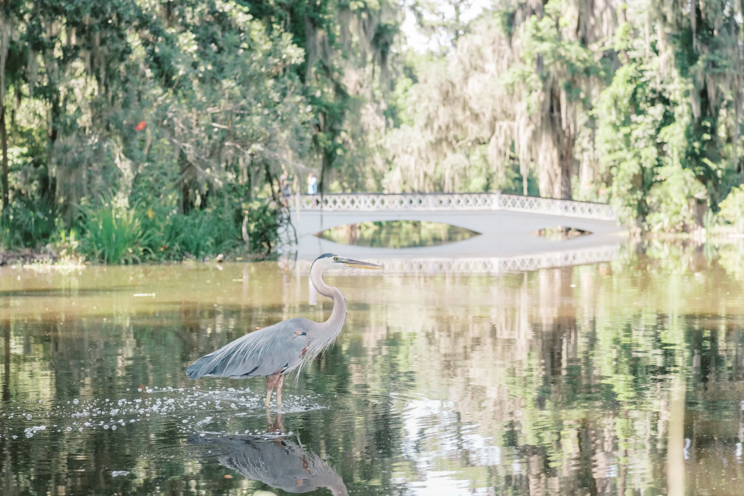 Admission & Tours — Magnolia Plantation & Gardens