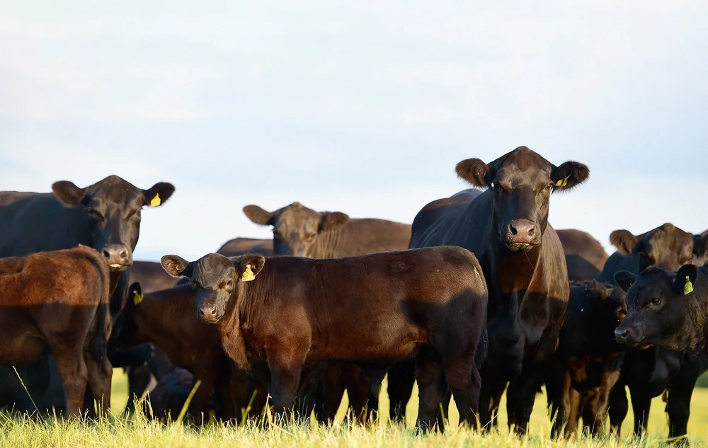 ABOUT — Gill Hall Estate