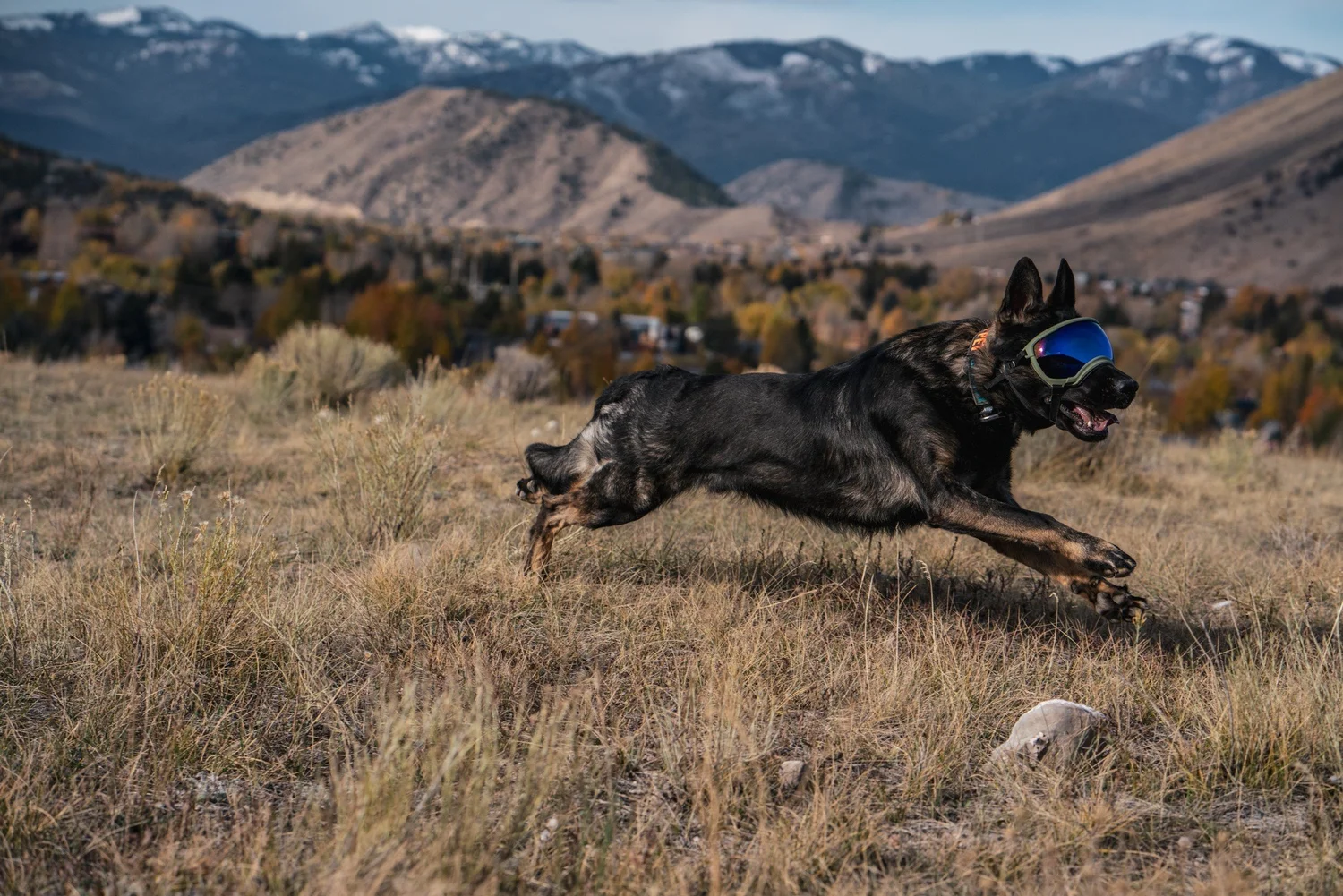 Northwest K9 Search & Recovery