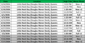 Little Neck Bay, Queens — New York Horseshoe Crab Monitoring Network