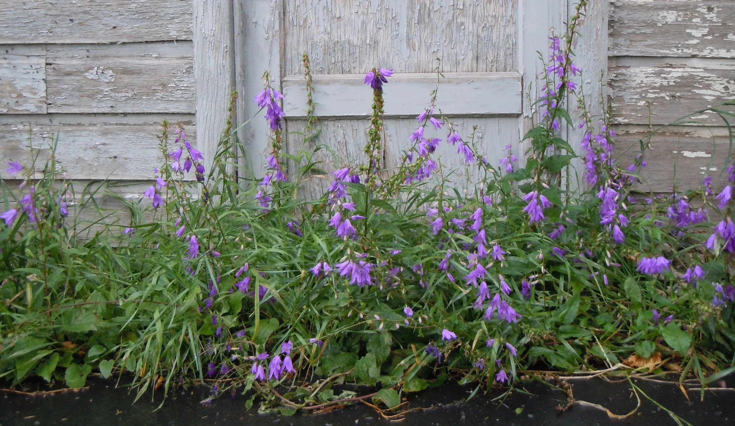 Bellflower Beater — Cole Yates Gardens