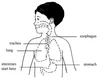 Enteral Feeding Supplies — Sentido Health