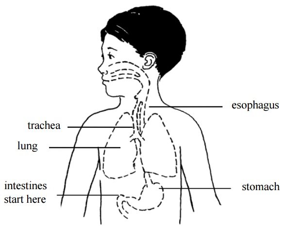 Enteral Feeding Supplies — Sentido Health