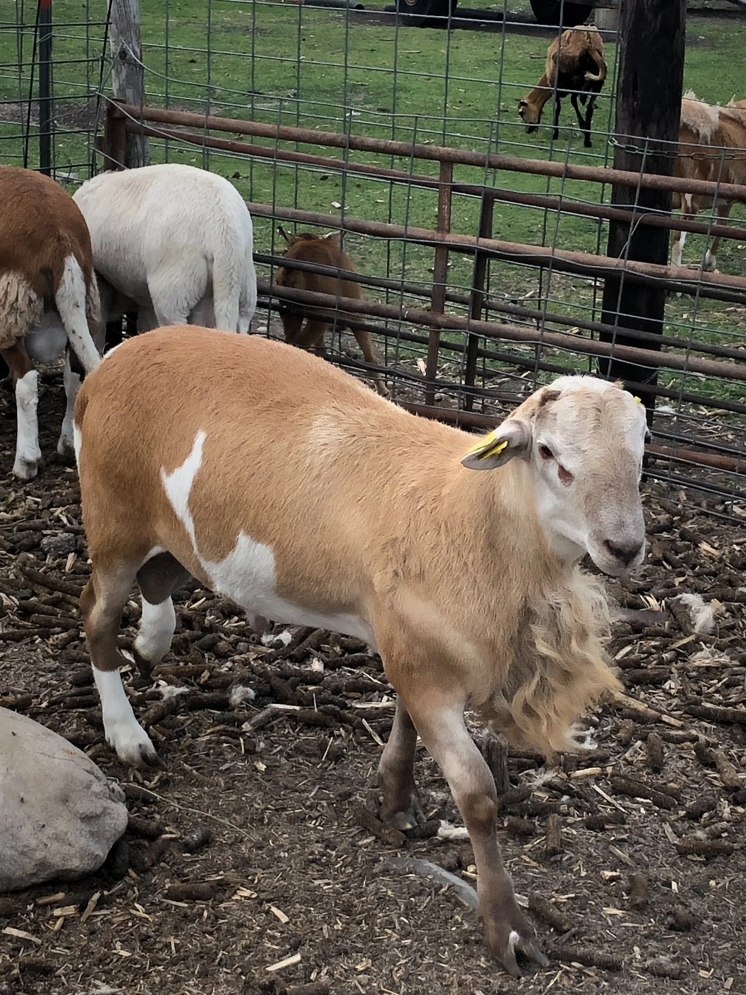Sexton Sheep | Naturally Raised Lamb | Rockwell City, IA