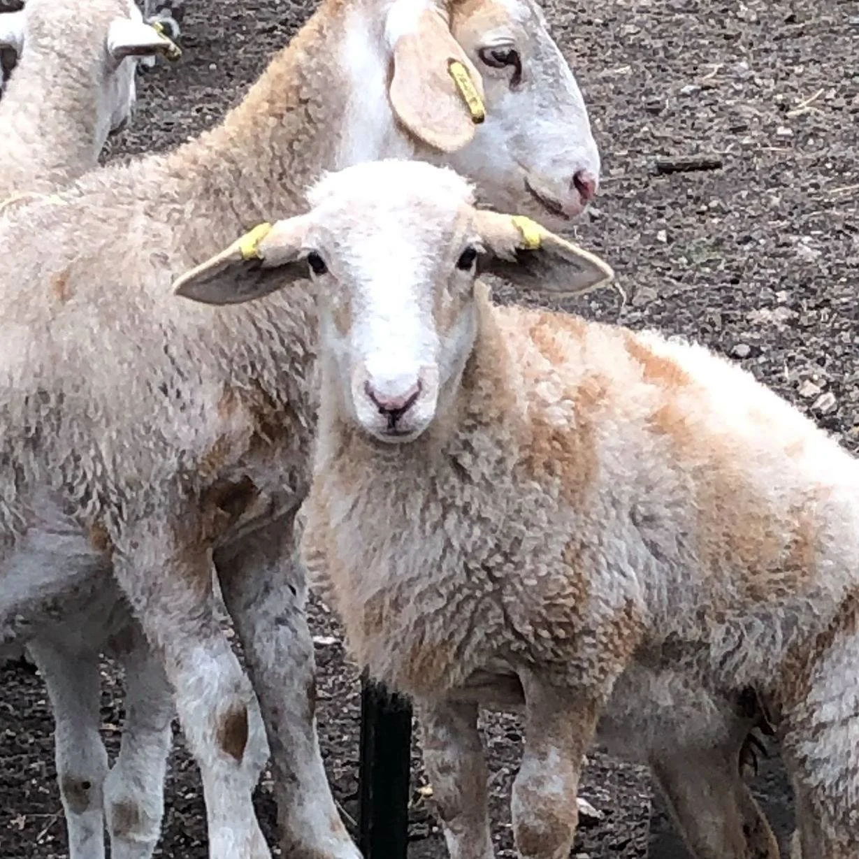 Sexton Sheep | Naturally Raised Lamb | Rockwell City, IA