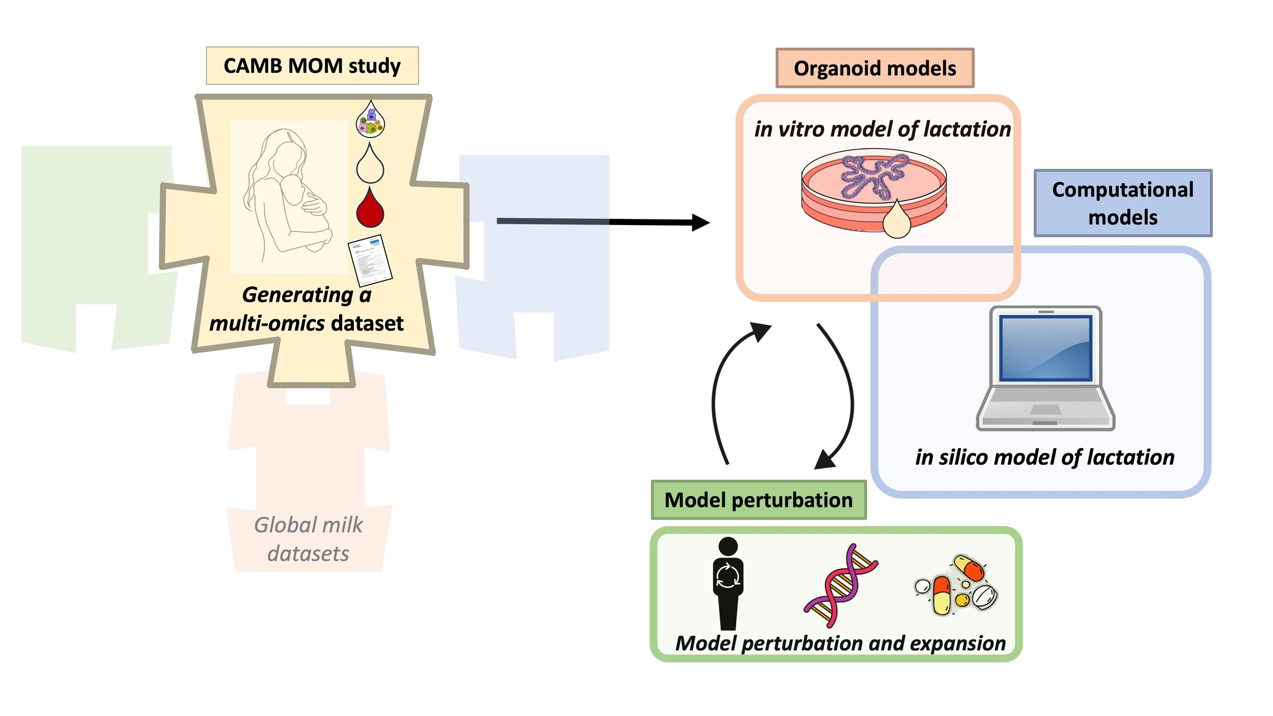 Cambridge Lactation Lab