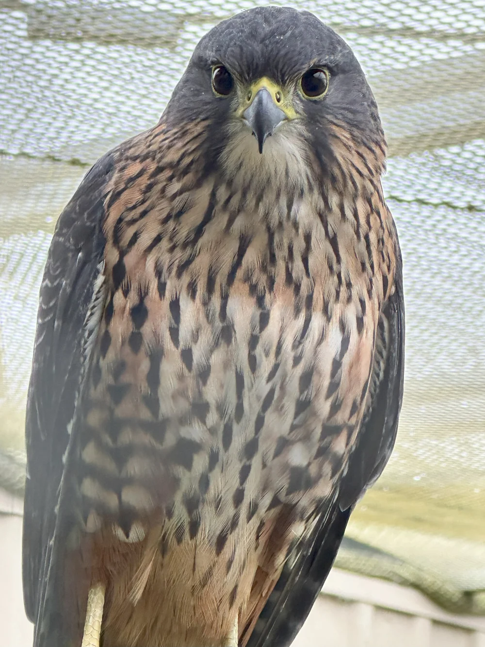 Pari — Kārearea Falcon Trust