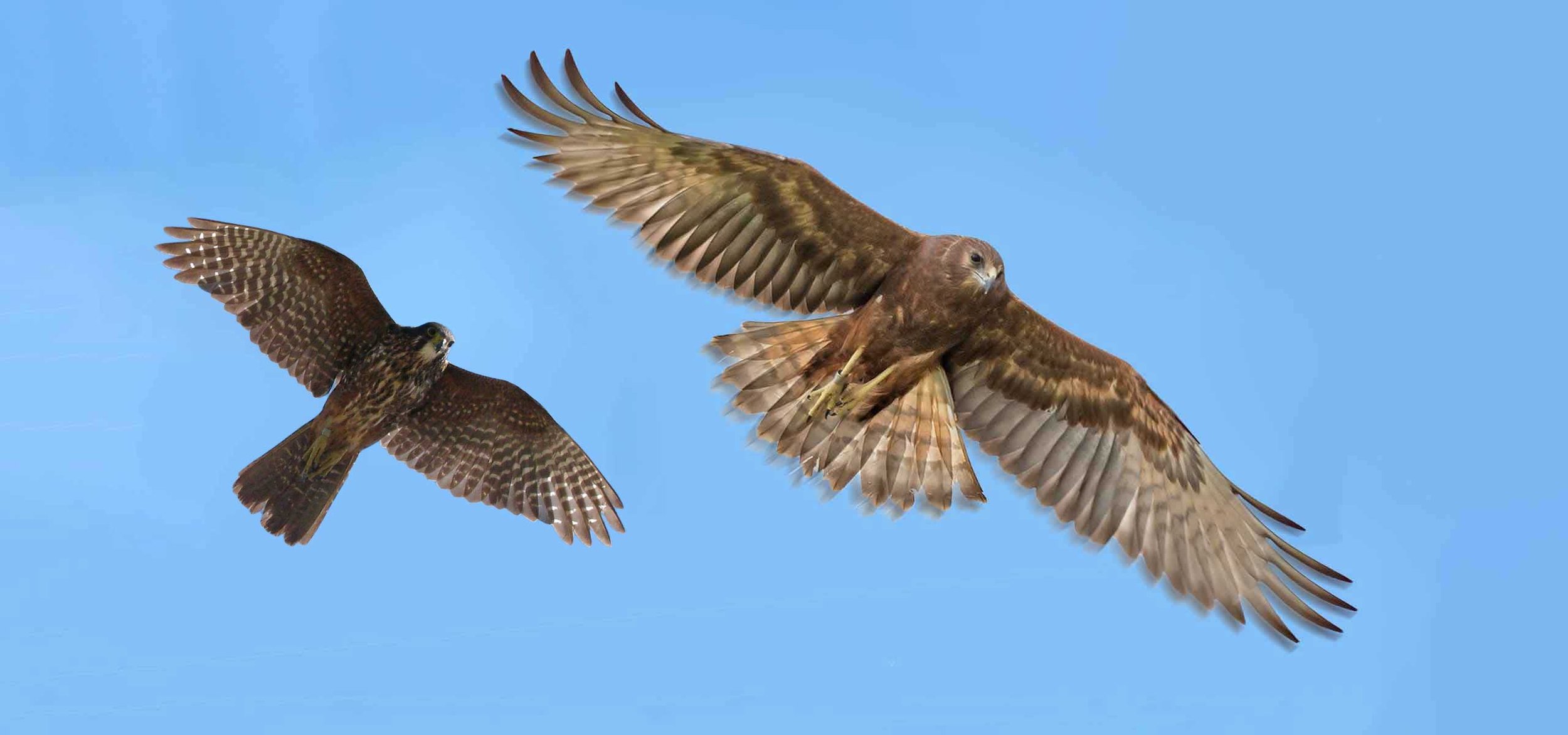 KĀREAREA & KĀHU DIFFERENCES — Kārearea Falcon Trust