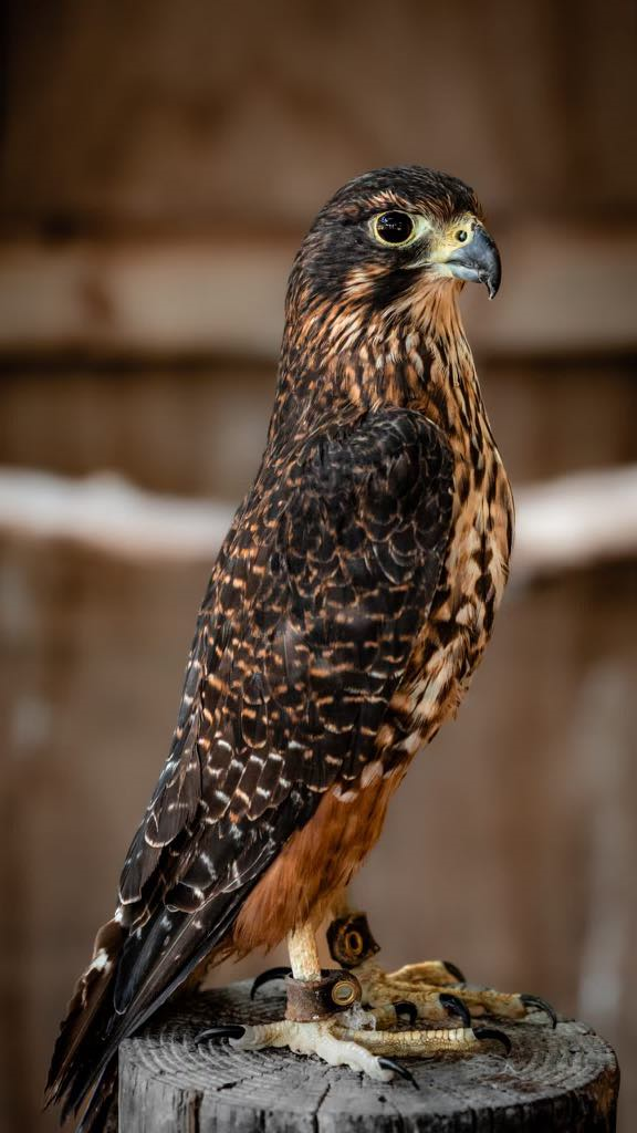 Stella — Kārearea Falcon Trust