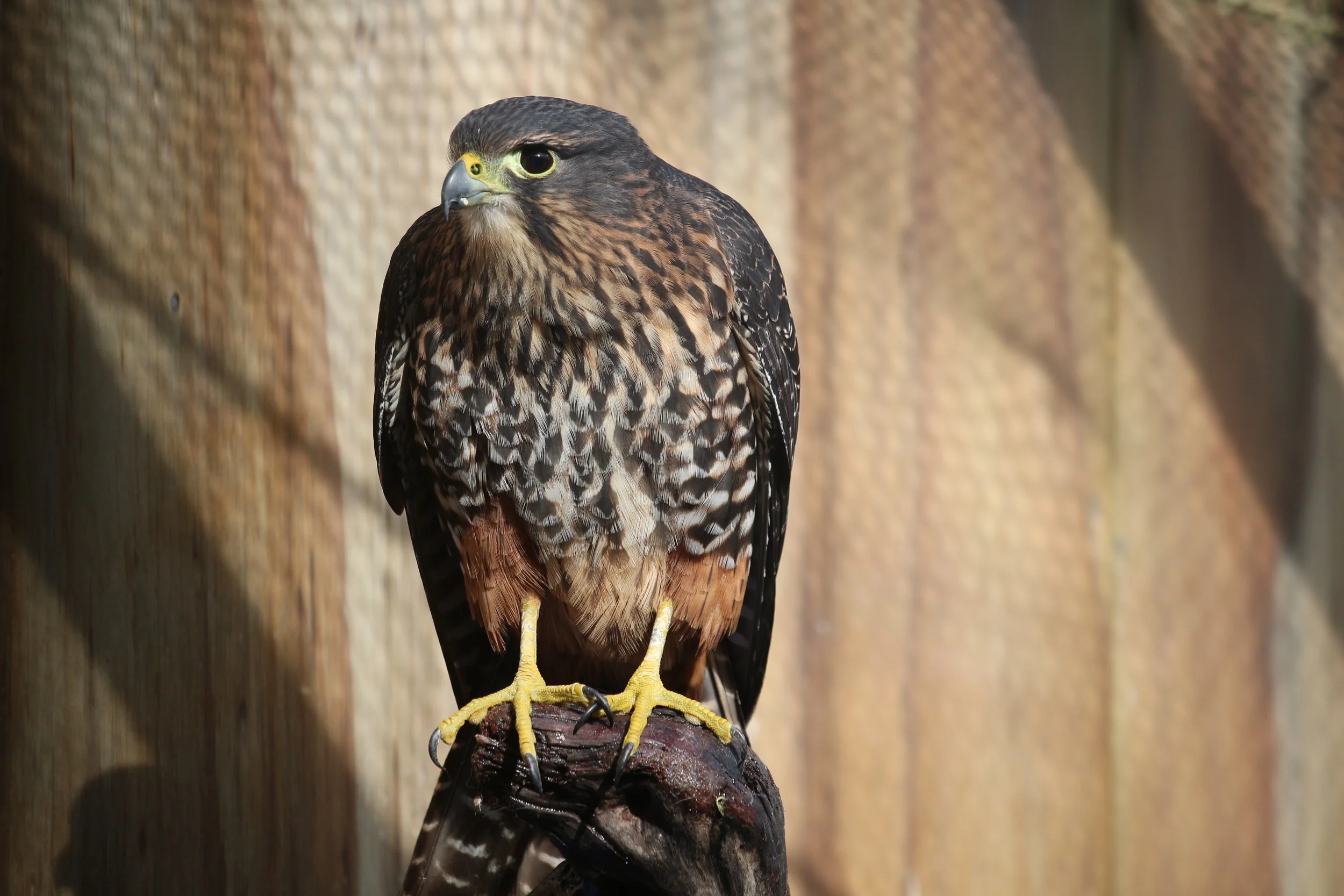 Tussock — Kārearea Falcon Trust