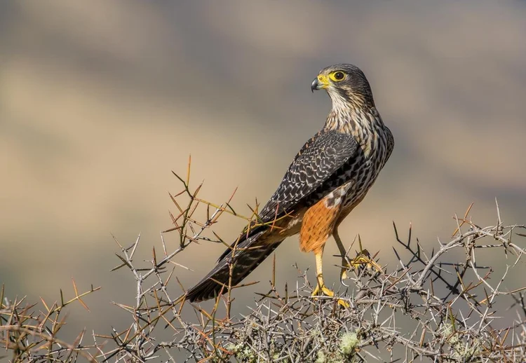 KĀREAREA FALCON FACTS — Kārearea Falcon Trust