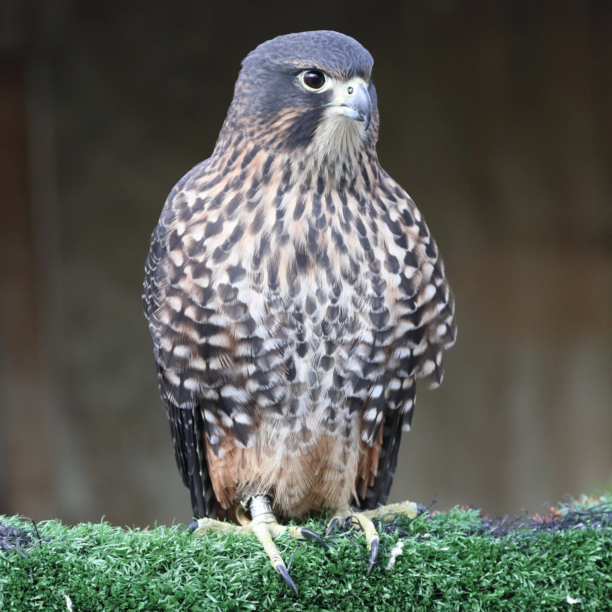 Scout — Kārearea Falcon Trust