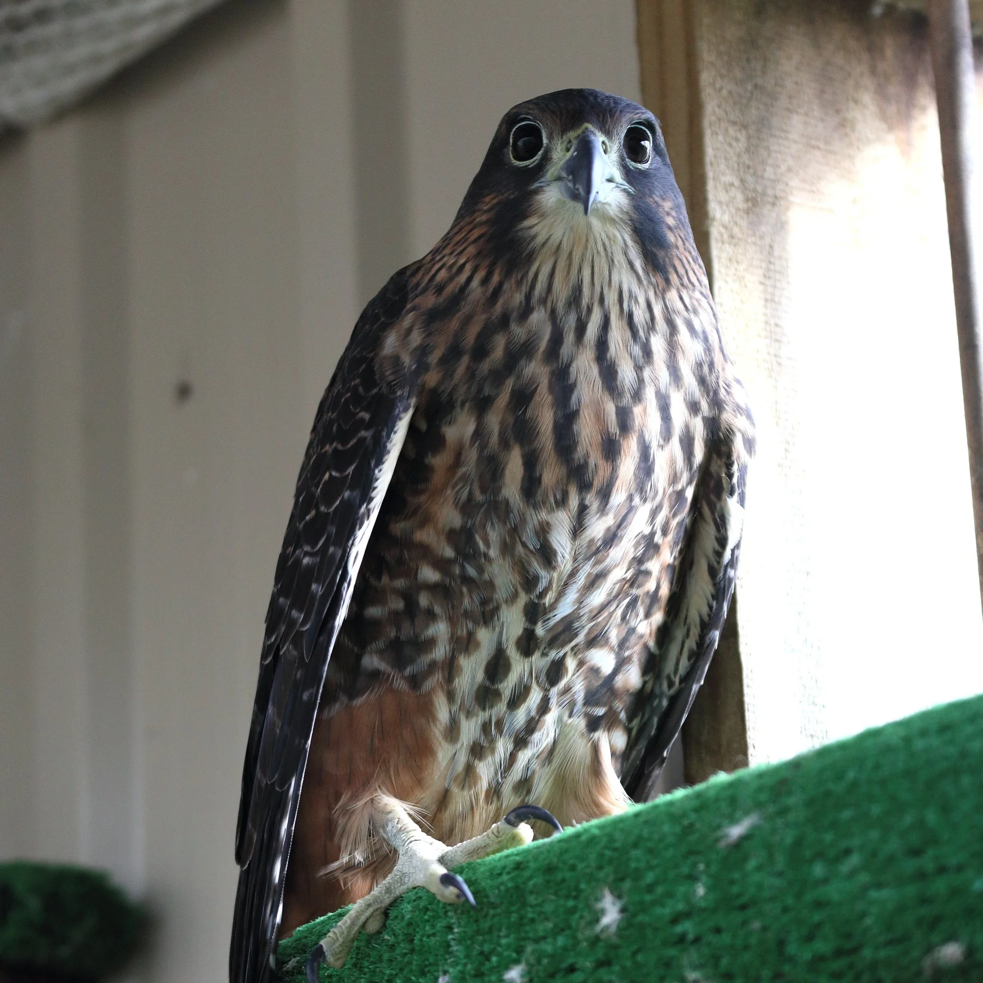 Jenny — Kārearea Falcon Trust