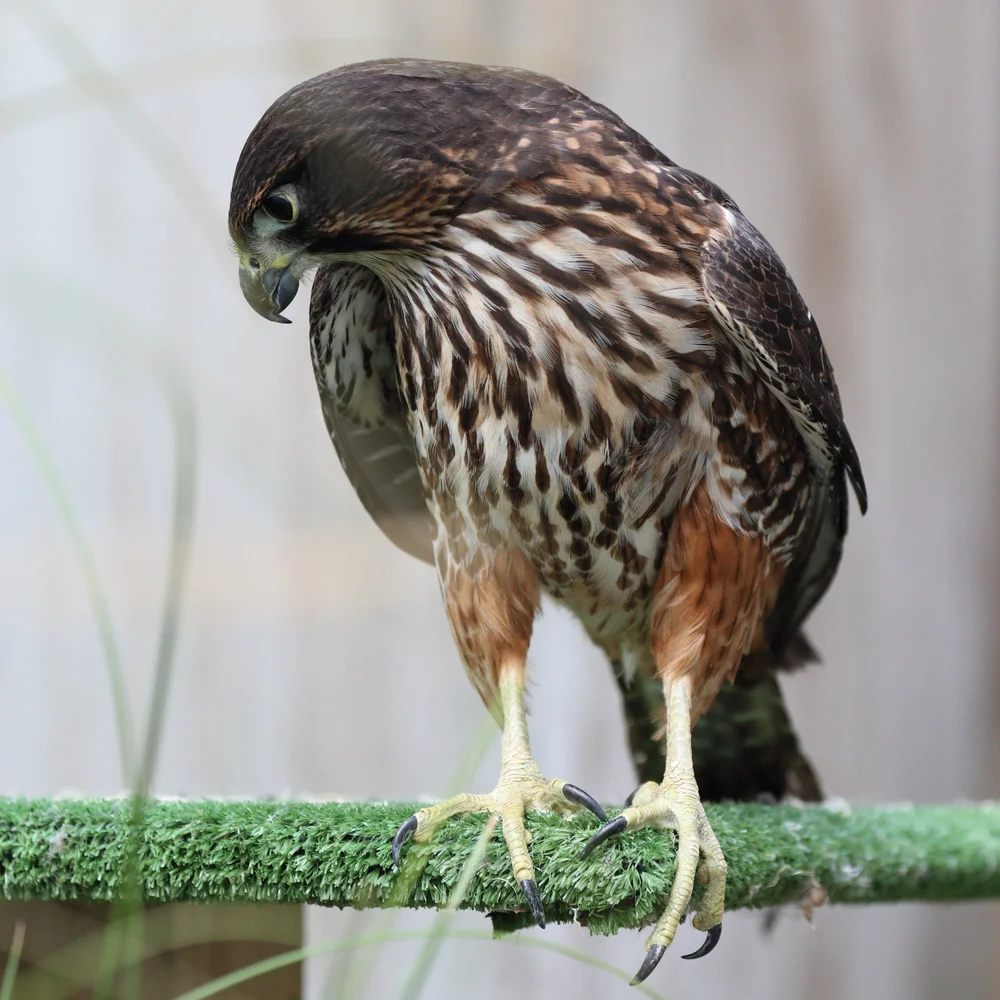 Adopt a Falcon — Kārearea Falcon Trust