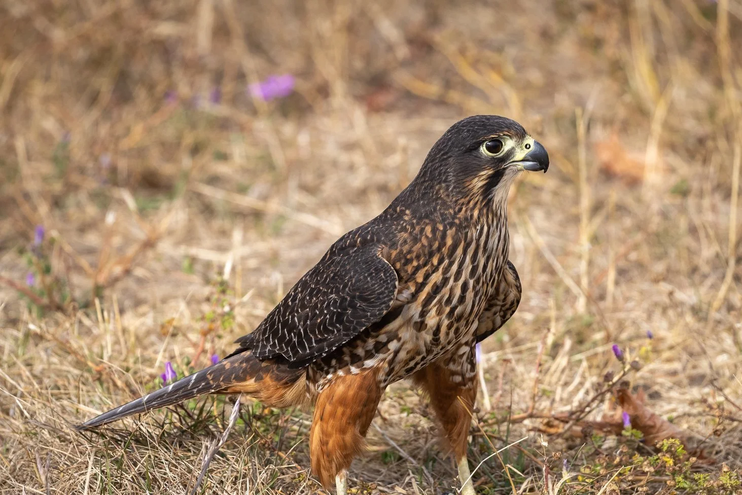 Adopt a Falcon — Kārearea Falcon Trust