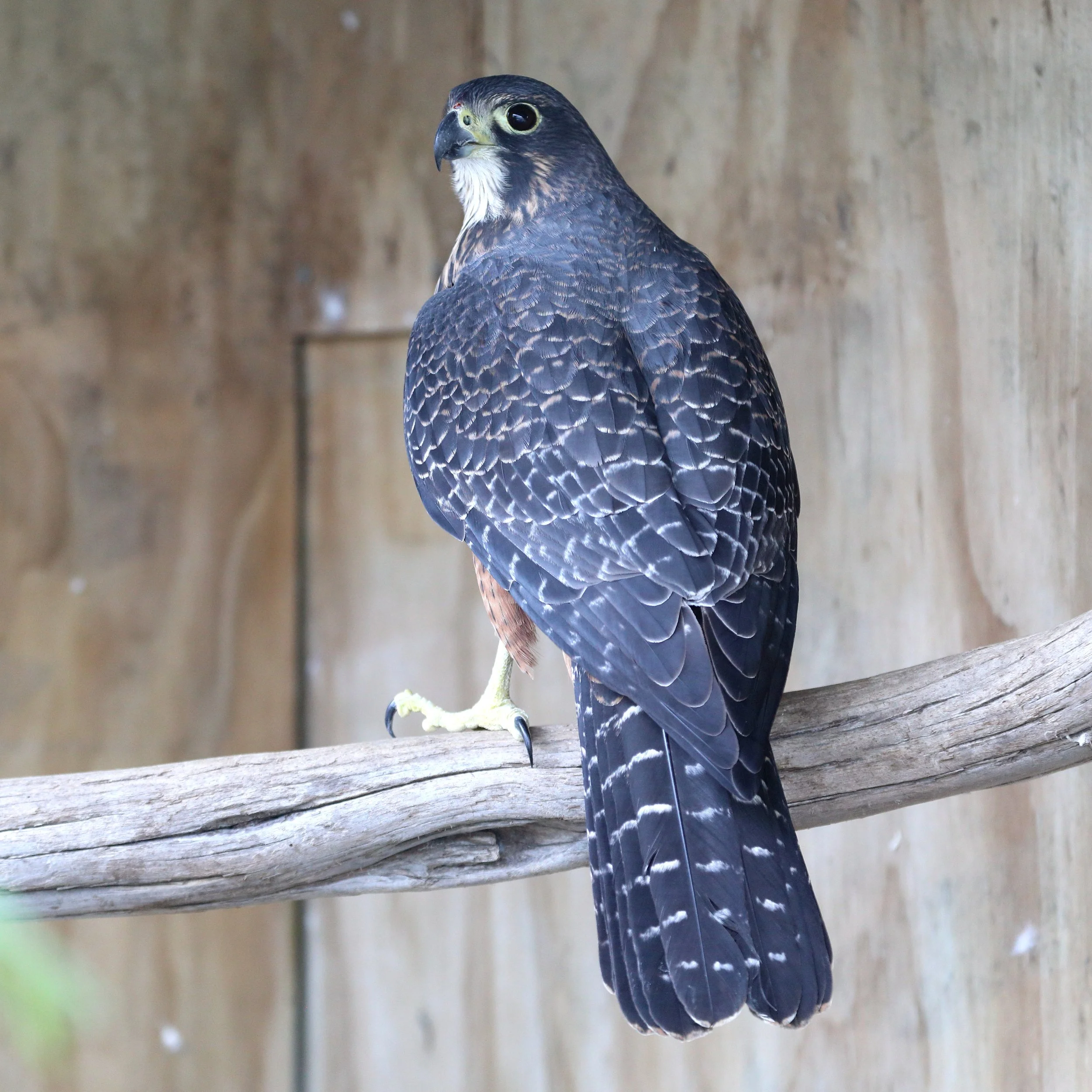 Sara — Kārearea Falcon Trust