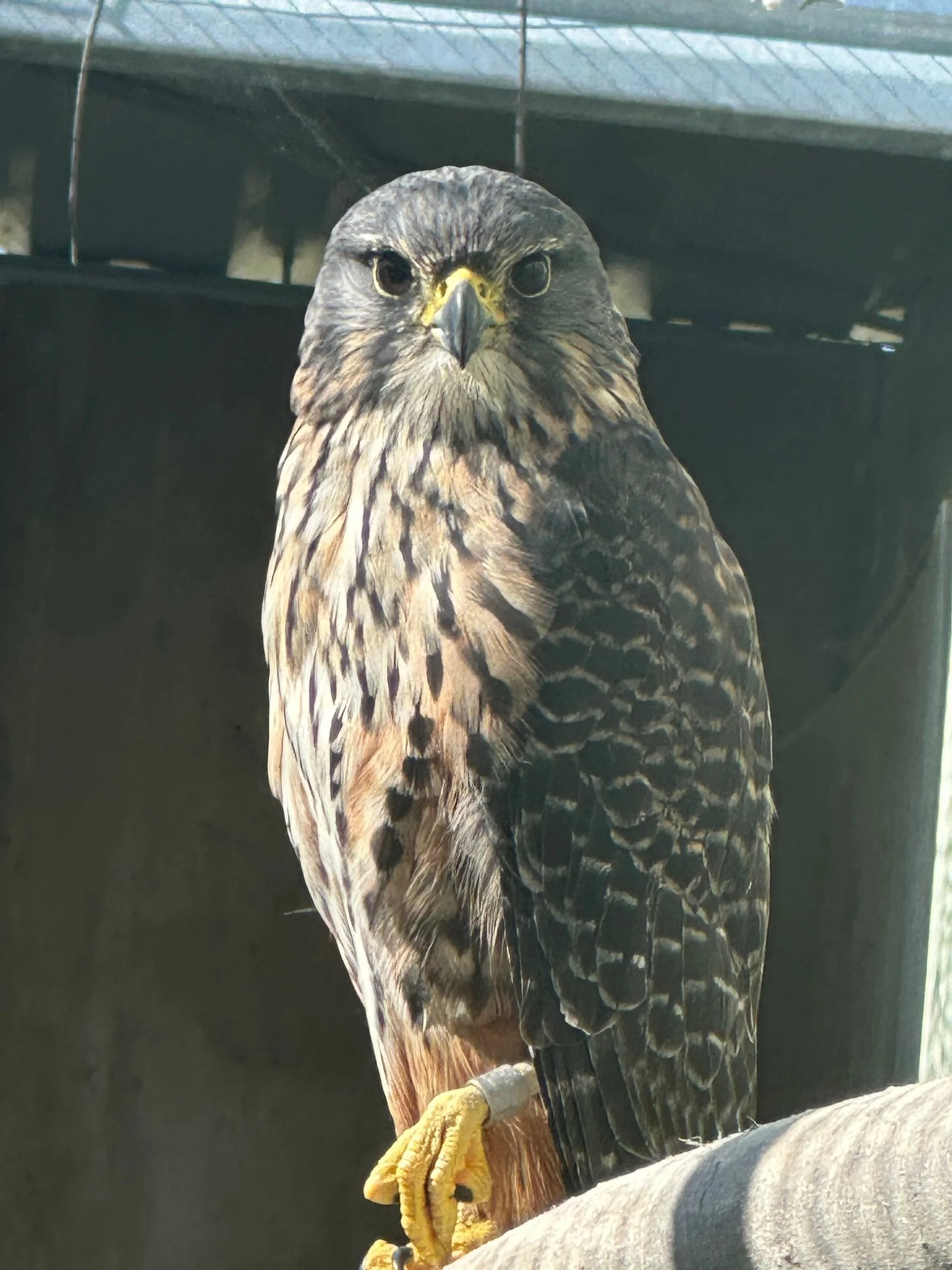 Rocky — Kārearea Falcon Trust