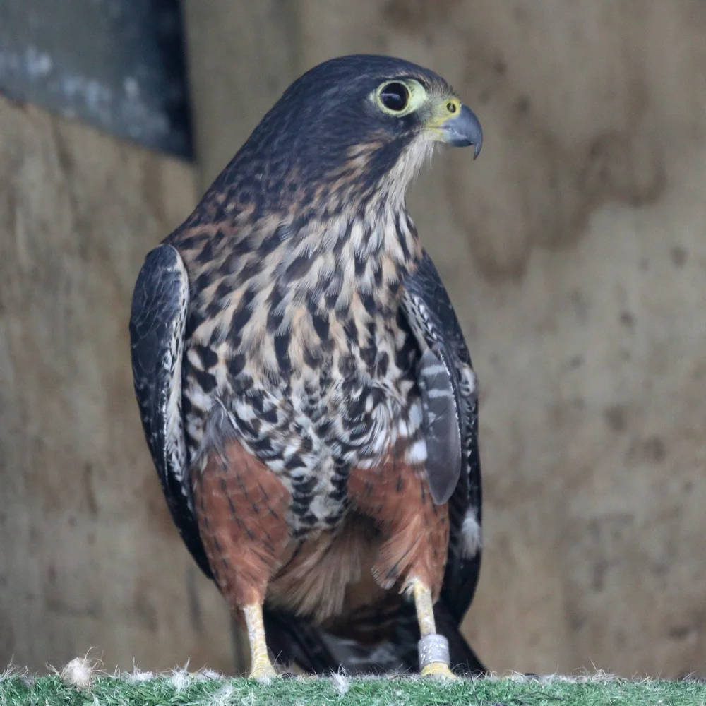 Adopt a Falcon — Kārearea Falcon Trust