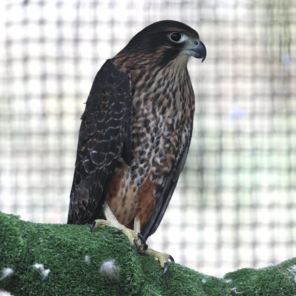 Adopt a Falcon — Kārearea Falcon Trust