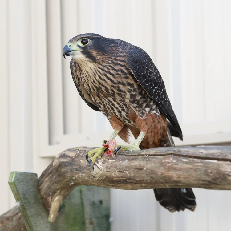Adopt a Falcon — Kārearea Falcon Trust