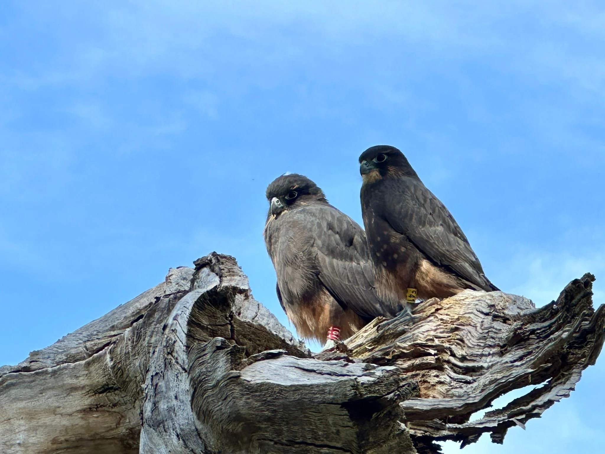 Auction for Falcons: 2026 charity fundraiser — Kārearea Falcon Trust