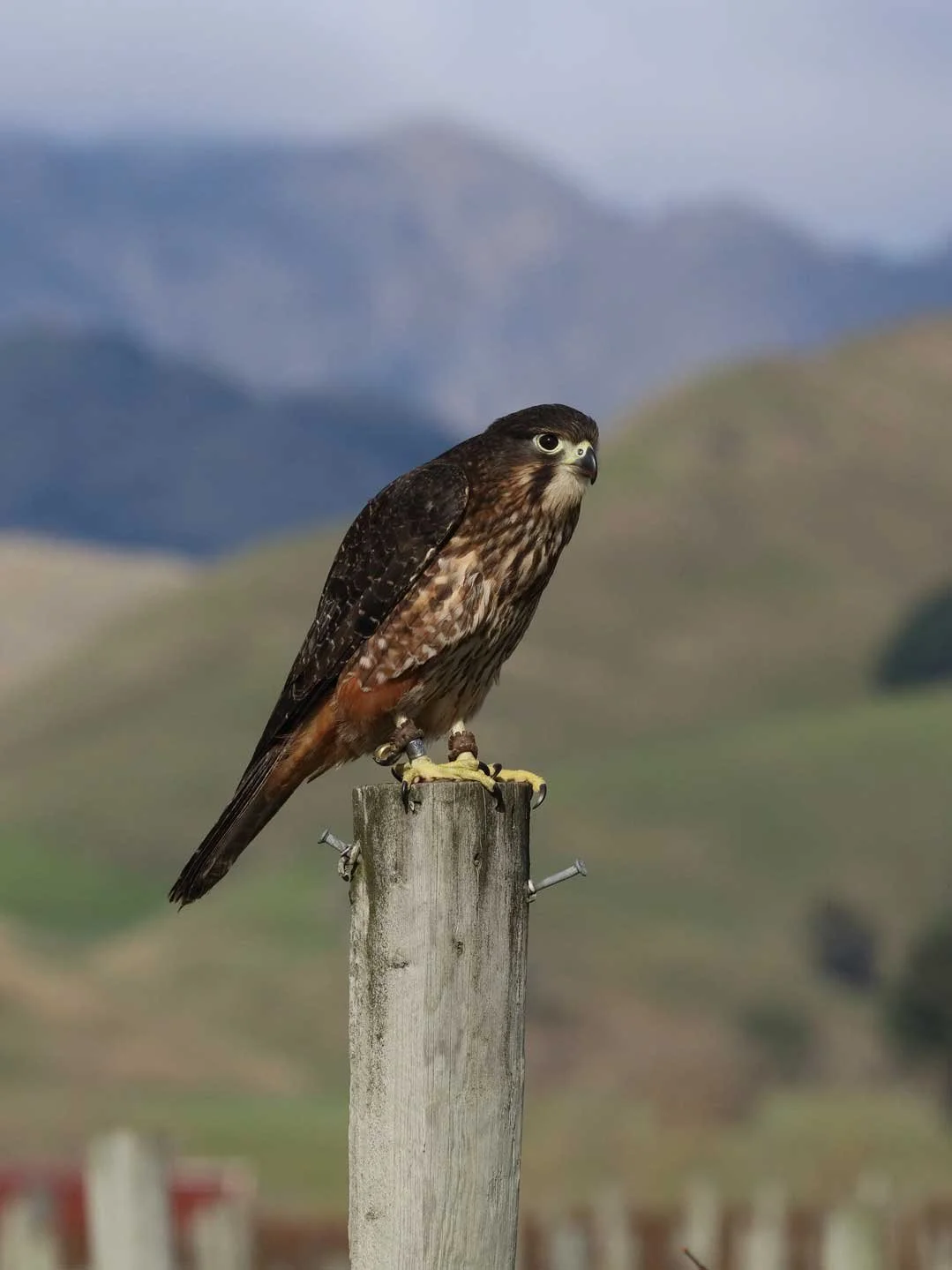 KĀREAREA & KĀHU DIFFERENCES — Kārearea Falcon Trust