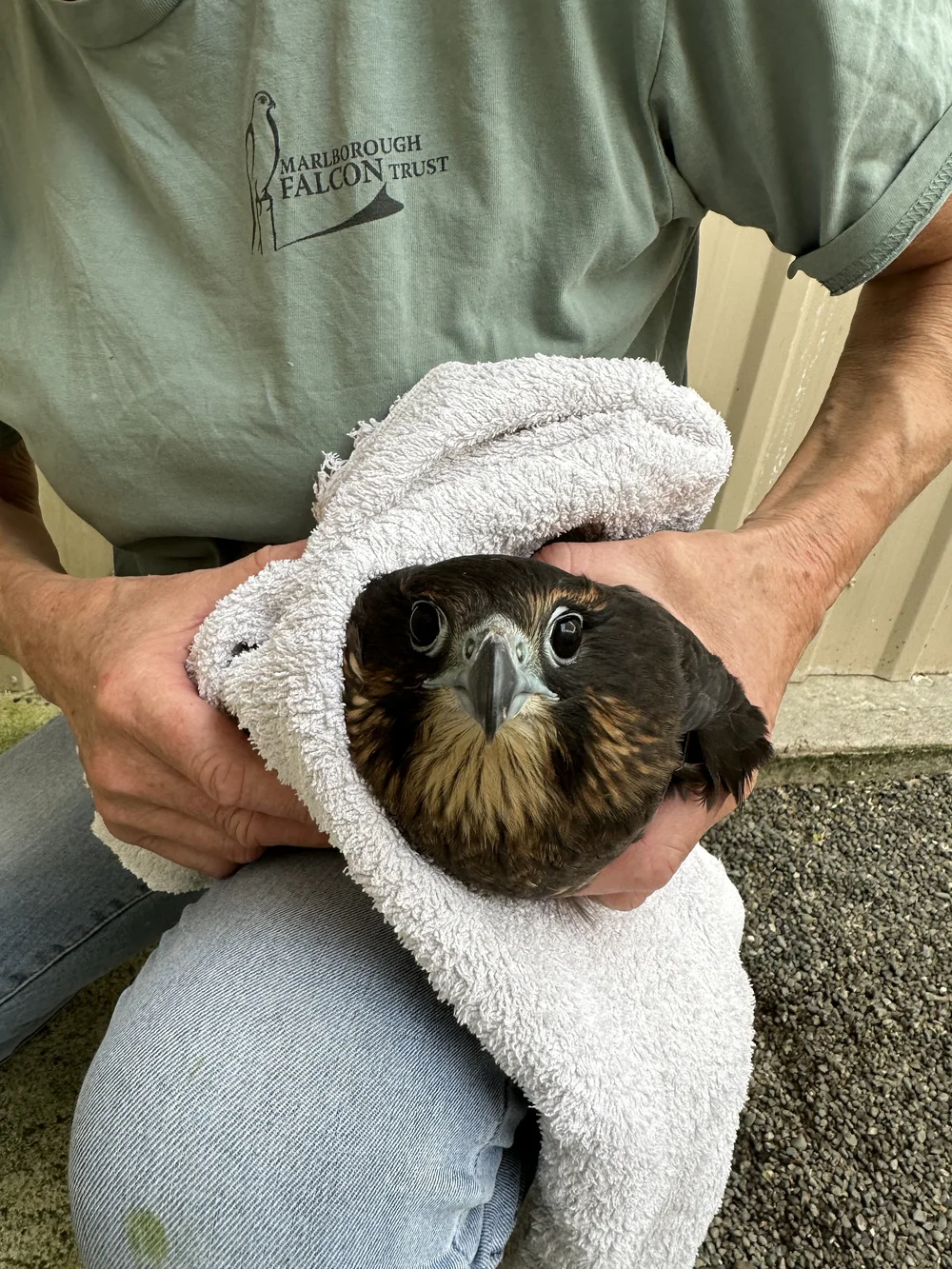OUR WORK — Kārearea Falcon Trust