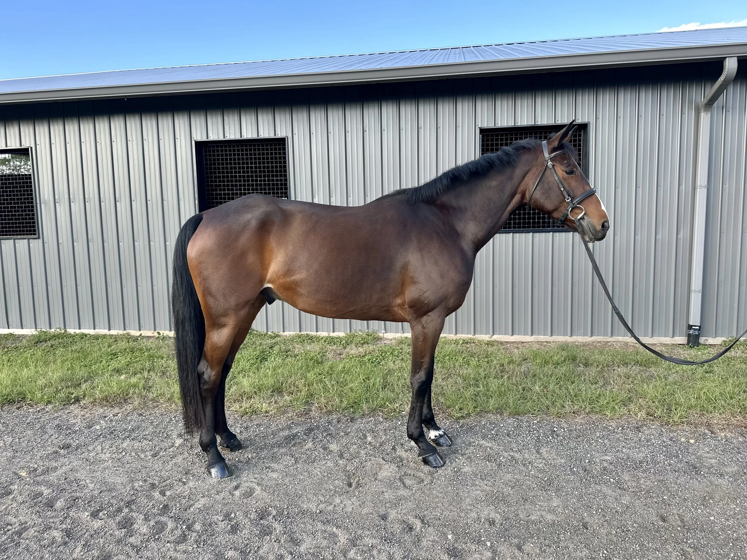 Our Horses - Competition — Nolan Sporthorses