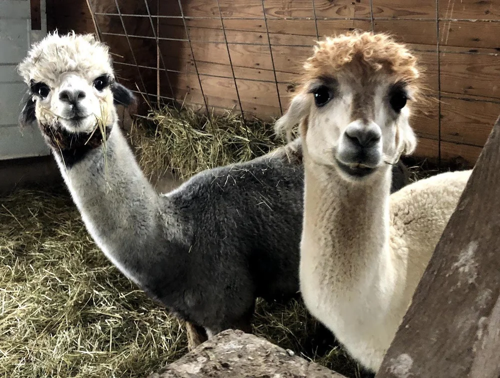 Animals - Meredith Farm Topsfield MA — Meredith Farm Website