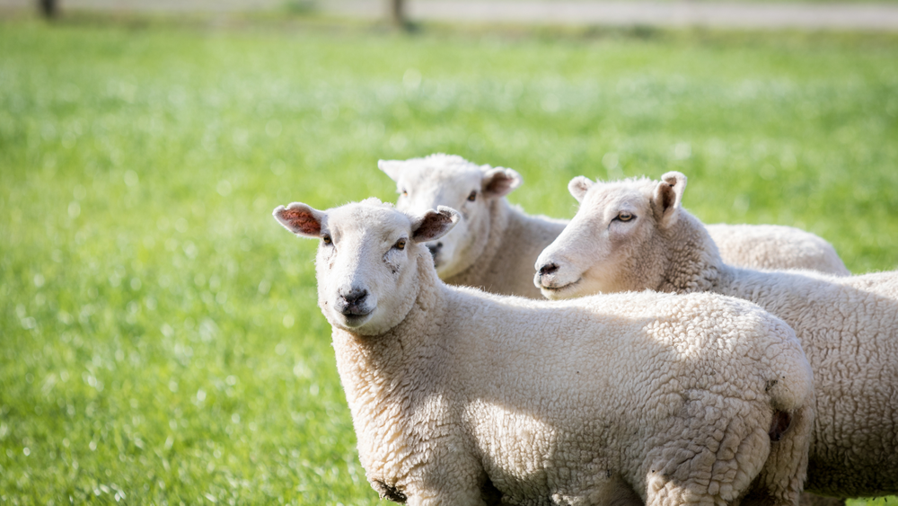 Animals - Meredith Farm Topsfield MA — Meredith Farm Website