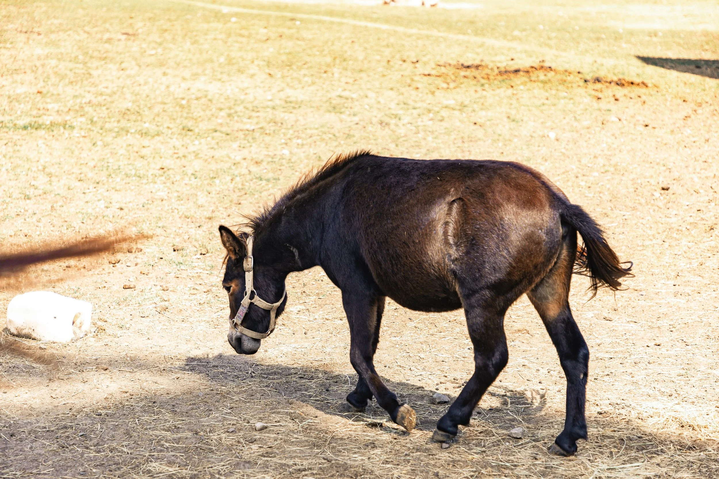 Animals - Meredith Farm Topsfield MA — Meredith Farm Website