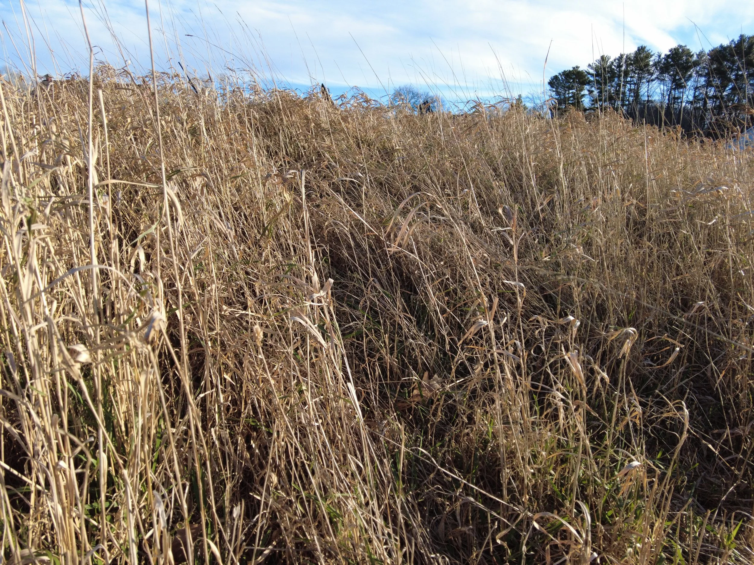 Provisions - Meredith Farm Topsfield MA — Meredith Farm Website