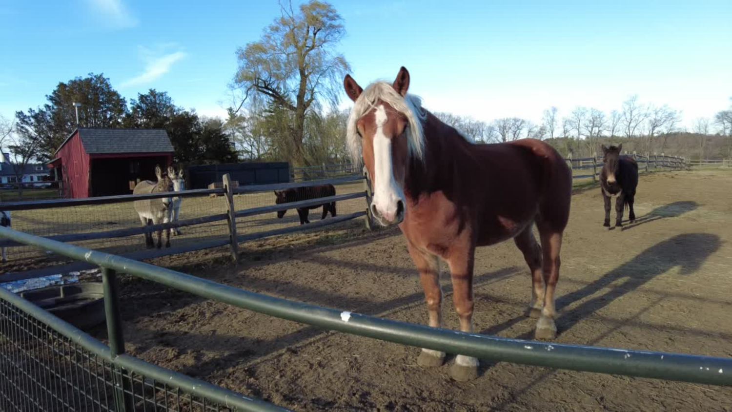 Animals - Meredith Farm Topsfield MA — Meredith Farm Website