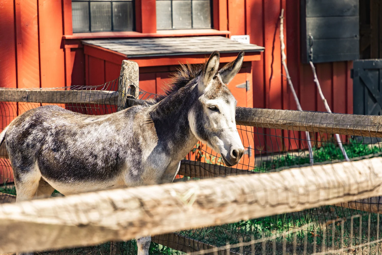 Animals - Meredith Farm Topsfield MA — Meredith Farm Website