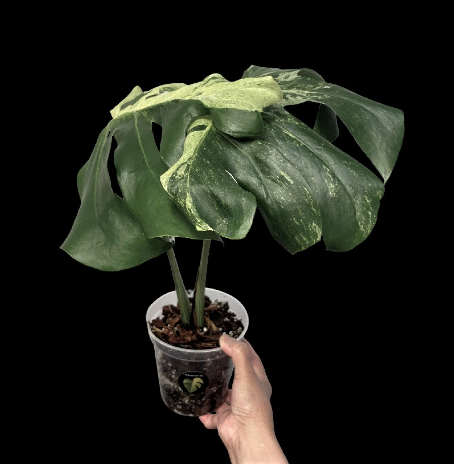 Monstera Deliciosa Ocean Mint Very Rare (Collectors Choice) — My Premium Plants Store