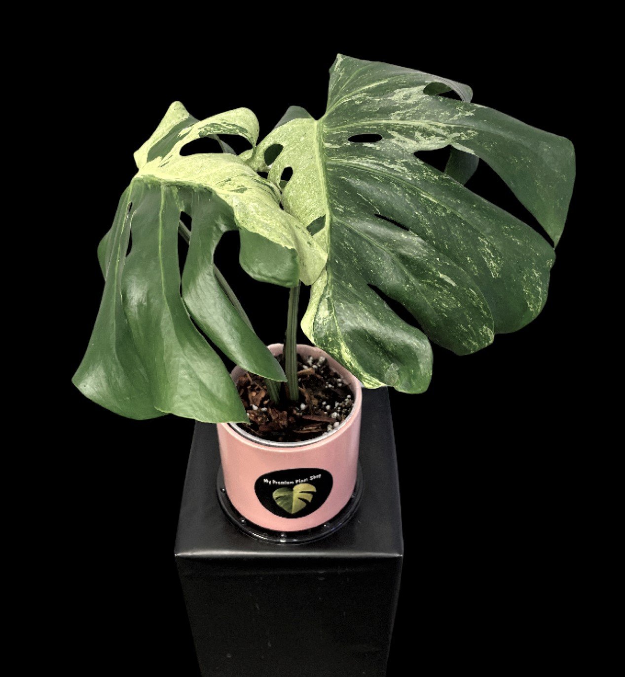 Monstera Deliciosa Ocean Mint Very Rare (Collectors Choice) — My Premium Plants Store