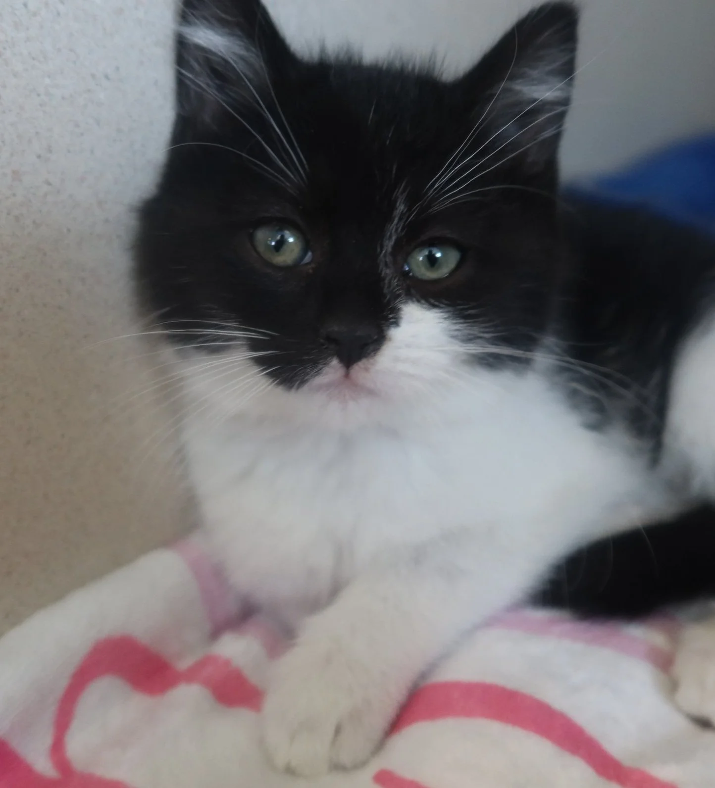 Tender Loving Care Animal Shelter