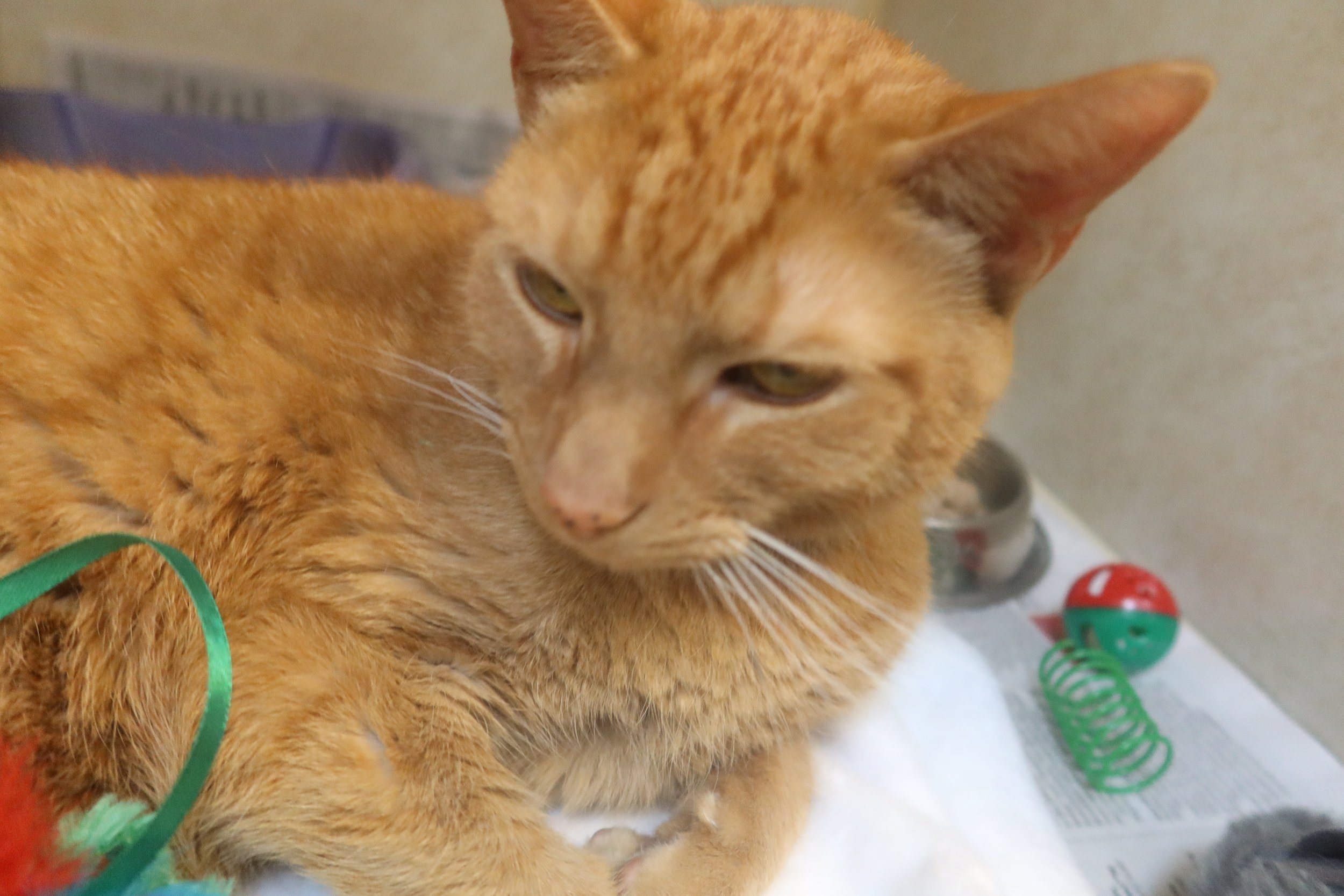 Tender Loving Care Animal Shelter