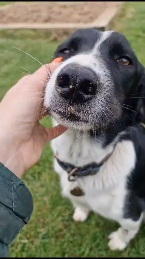 Gallery — Acres 4 Dogs